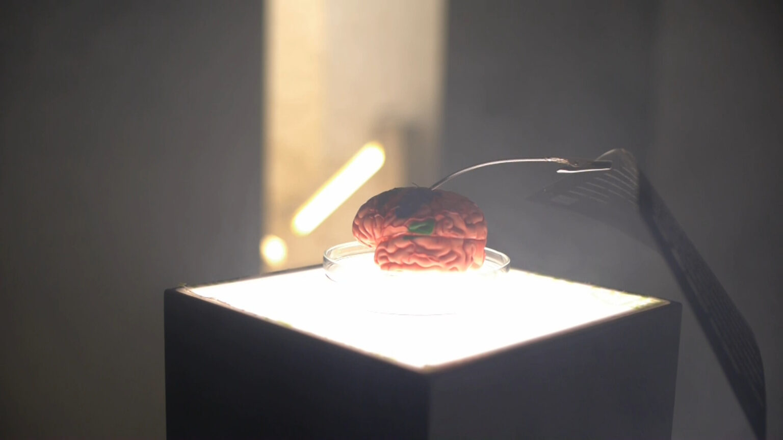 Learning All Night Long - Delphi Showpalast